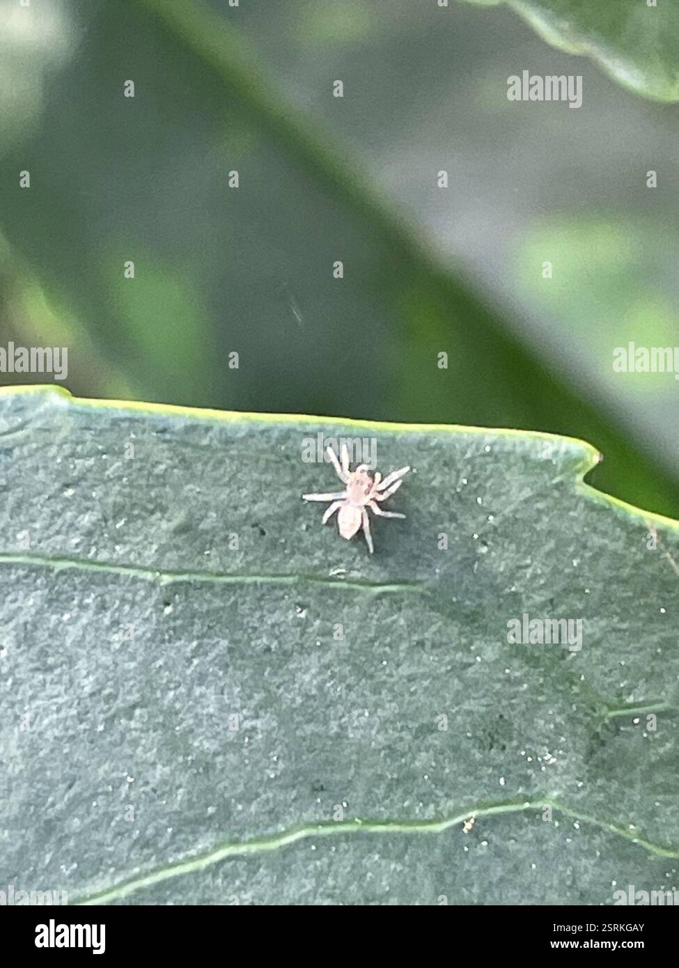 Jumping Spiders (Salticidae), Arachnida, Melbourne VIC, Australia ...