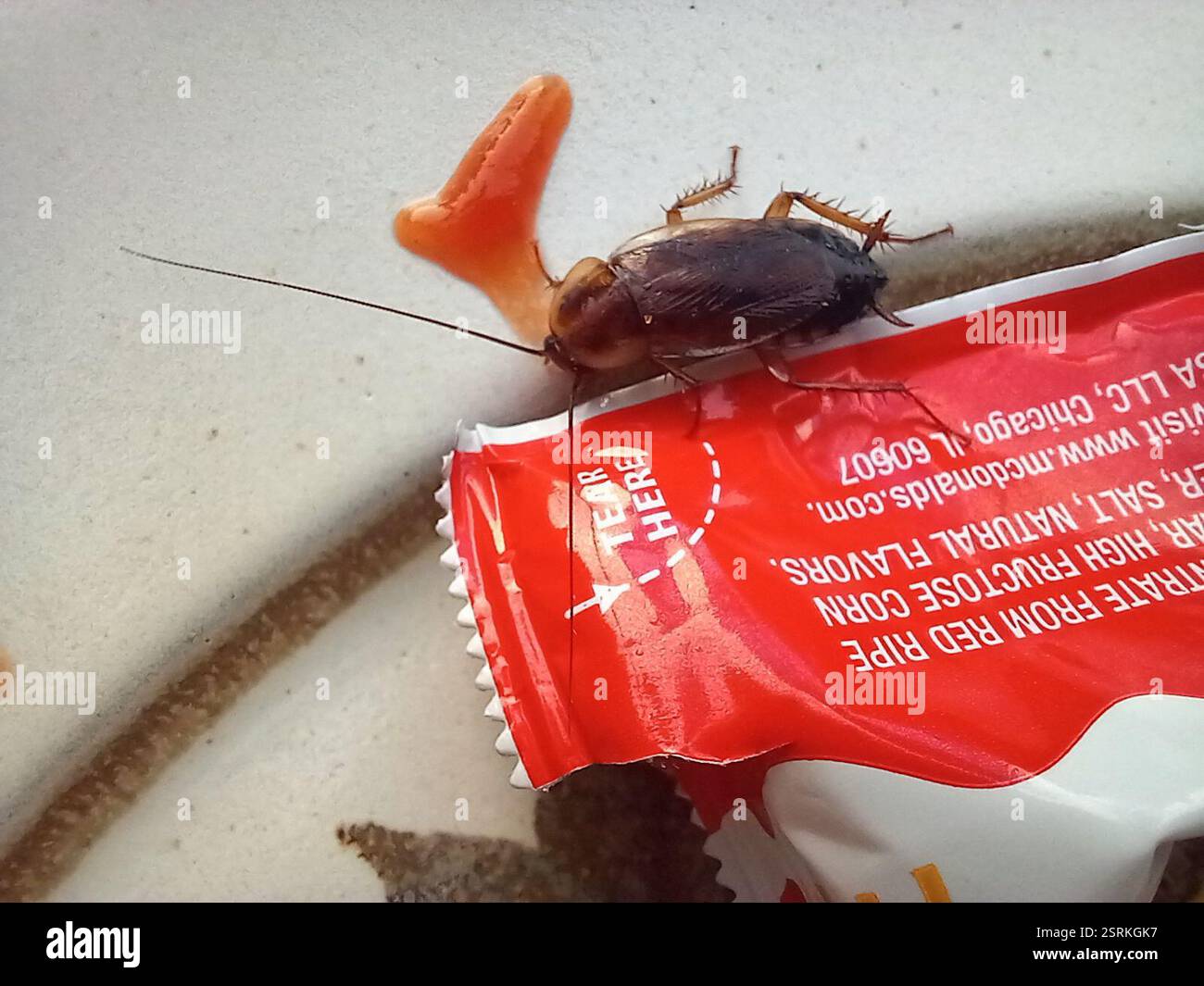 Cockroaches and Termites (Blattodea), Insecta Stock Photo - Alamy