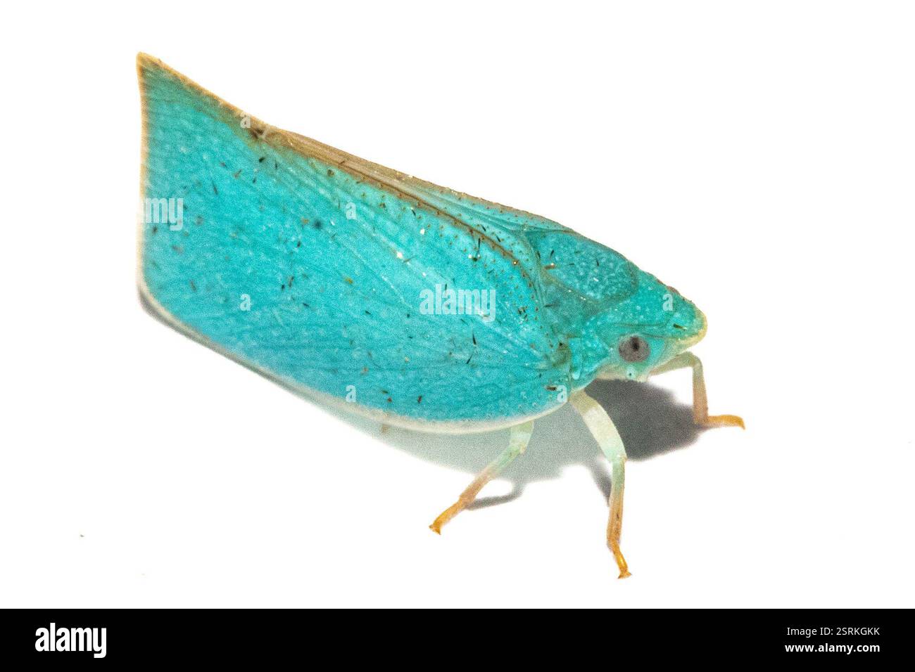 Torpedo Bug (Siphanta acuta), Insecta, Lower Hutt City, Wellington, New ...