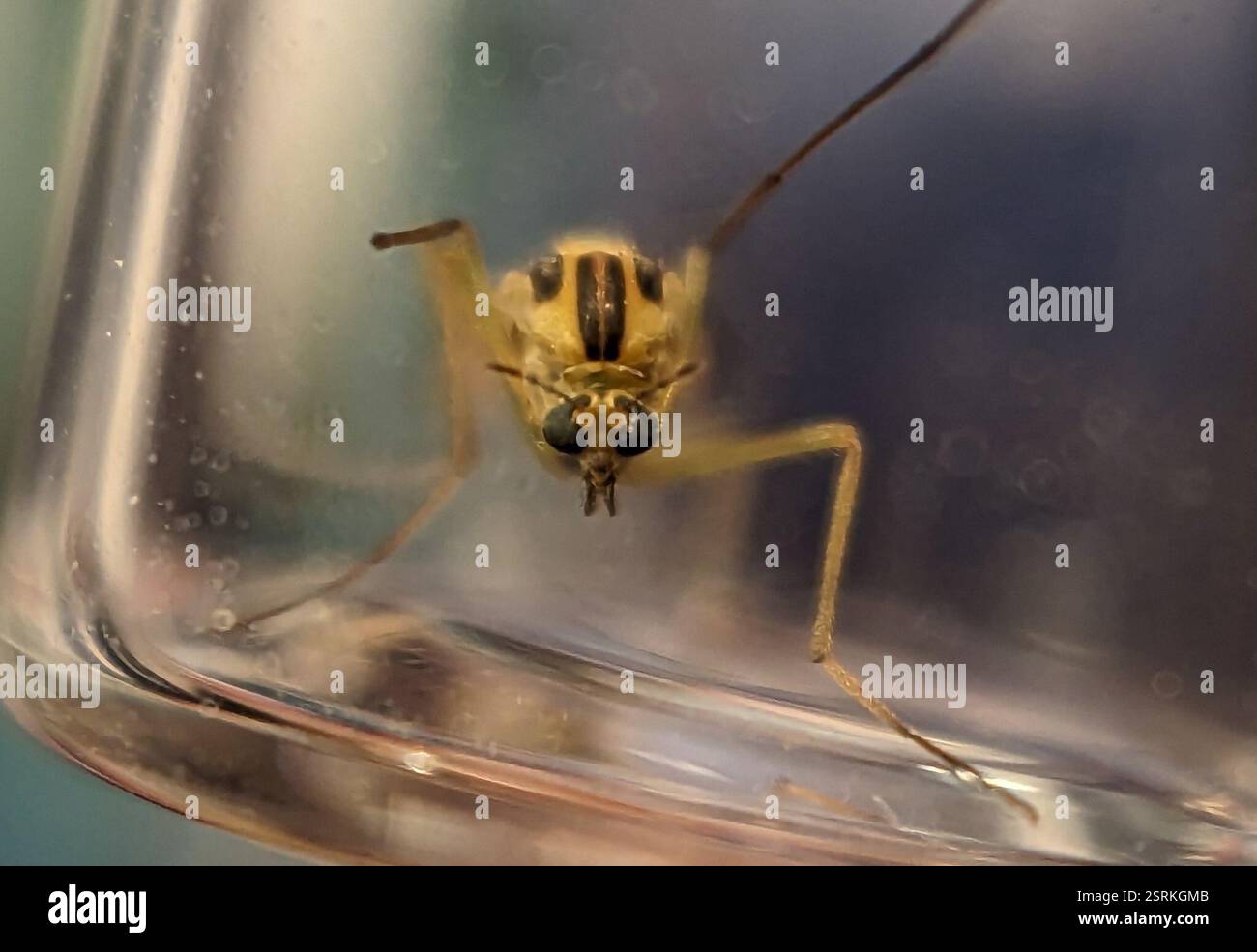 Mosquitoes and Midges (Culicomorpha), Insecta, London N7, UK Stock ...