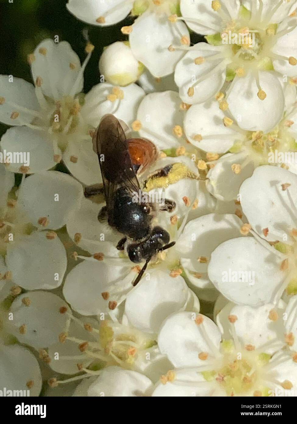 Red-girdled Mining Bee (Andrena labiata), Insecta, Sheen Lane, London ...