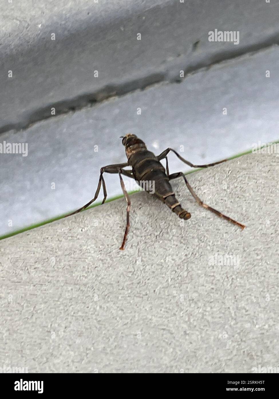 Australian Wingless Soldier Fly (Boreoides subulatus), Insecta ...