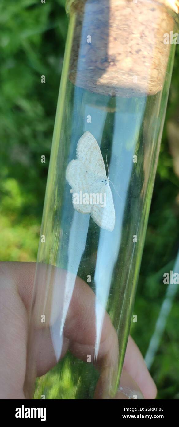 Lesser Cream Wave (Scopula immutata), Insecta, 29340 Riec-sur-Bélon ...