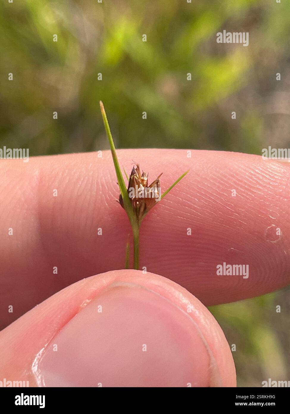 fascicled beaksedge (Rhynchospora fascicularis), Plantae, Carolina ...