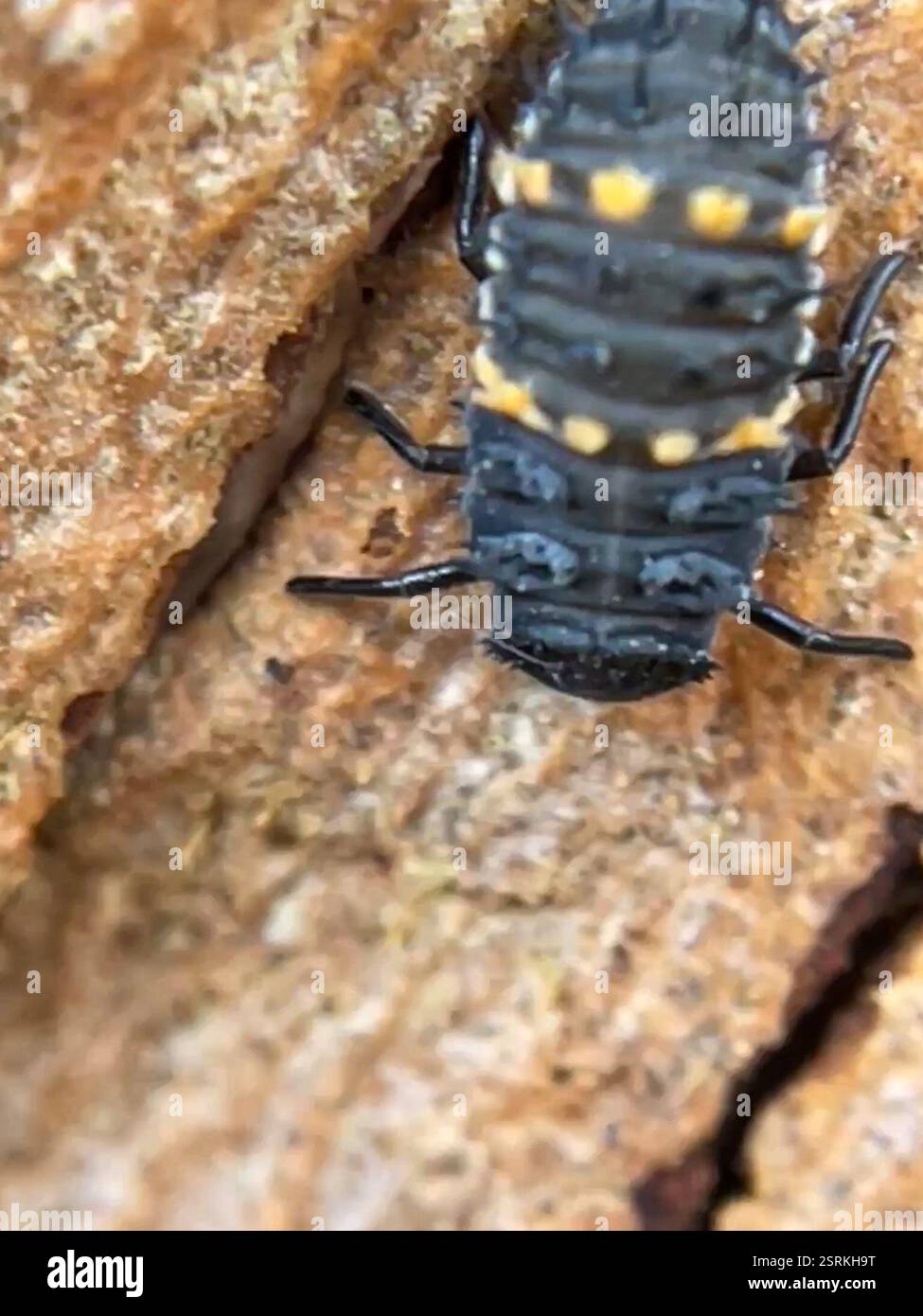 Large Spotted Ladybird (Harmonia conformis), Insecta, Melbourne VIC ...