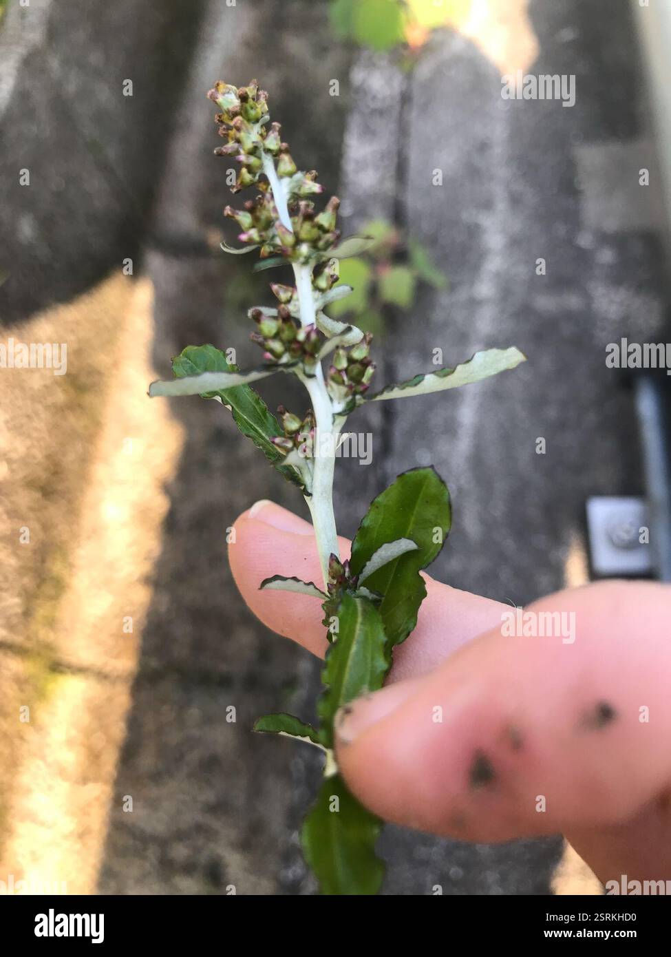 Elegant Cudweed (Gamochaeta impatiens), Plantae, Kamikoshikicho ...