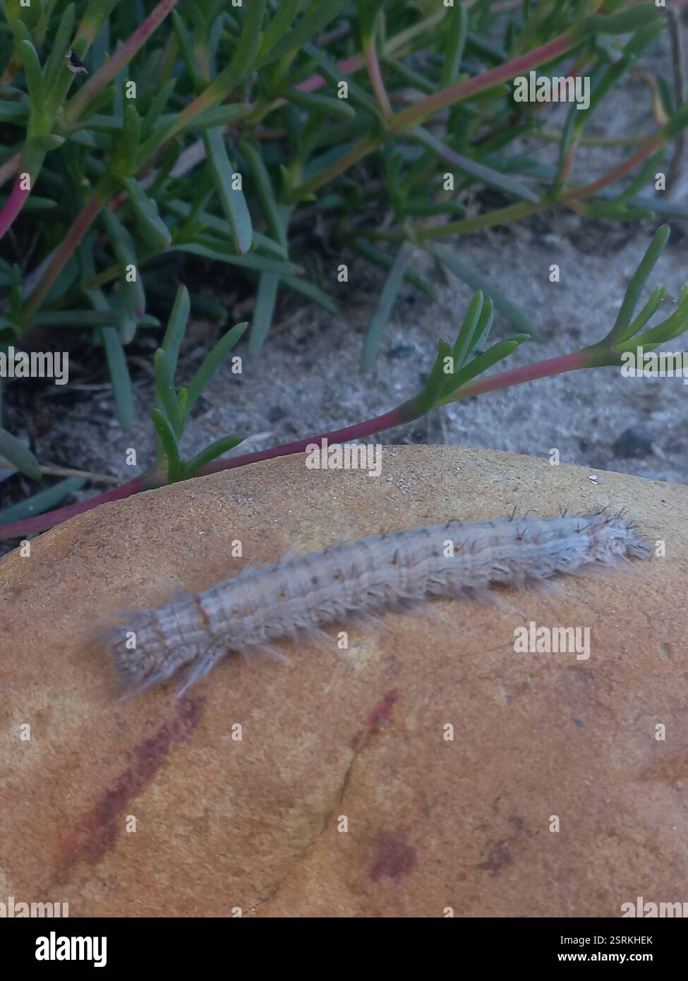 Butterflies and Moths (Lepidoptera), Insecta, Mitchells Plain, Cape ...