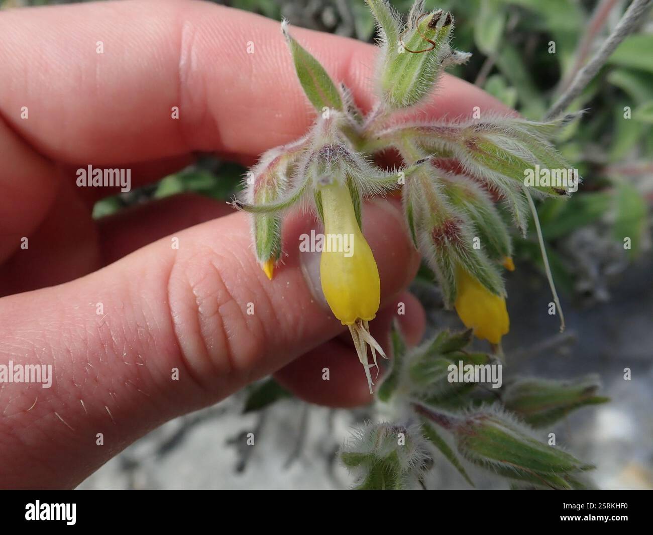 Onosma (Onosma), Plantae, İztuzu Plajı, Ortaca, Muğla, TR Stock Photo ...