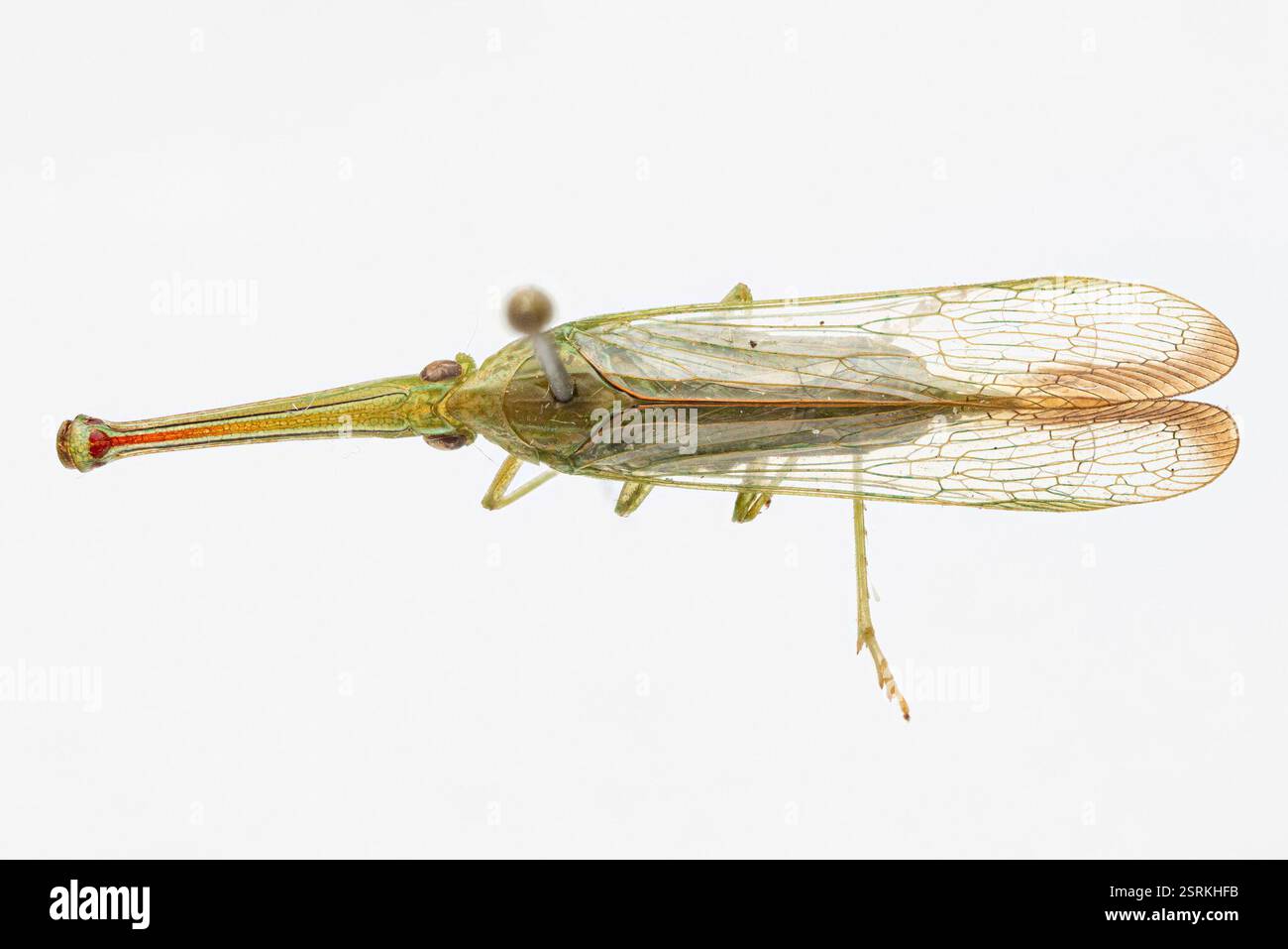 (Lappida), Insecta, Tambopata, Peru, Photographs taken by Solomon ...