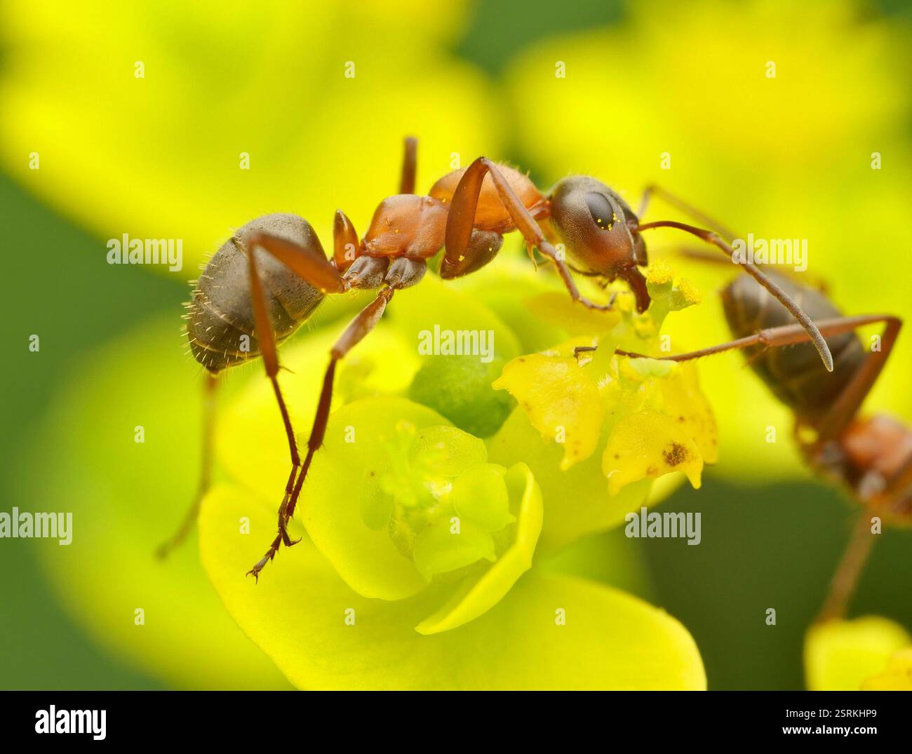 Red-barbed Ant (Formica rufibarbis), Insecta, Gerbrunn, Deutschland ...