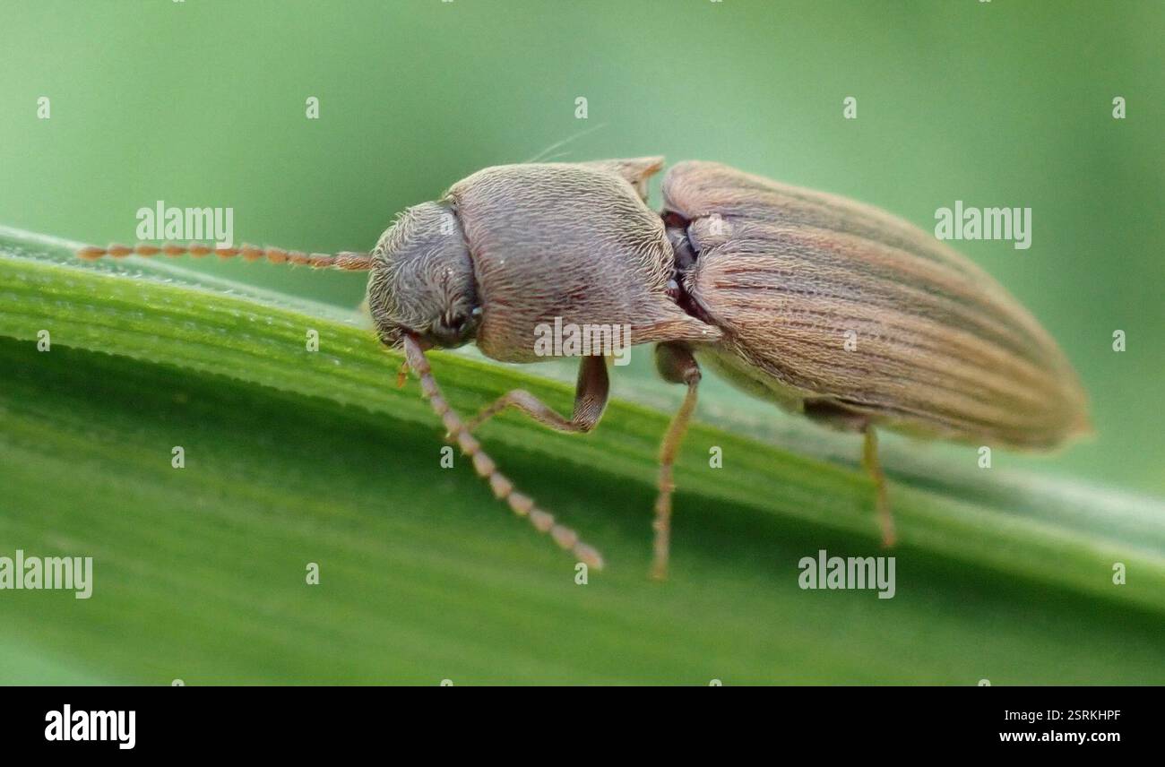 Lined Click Beetle (Agriotes lineatus), Insecta, Lexmond, Utrecht, NL ...