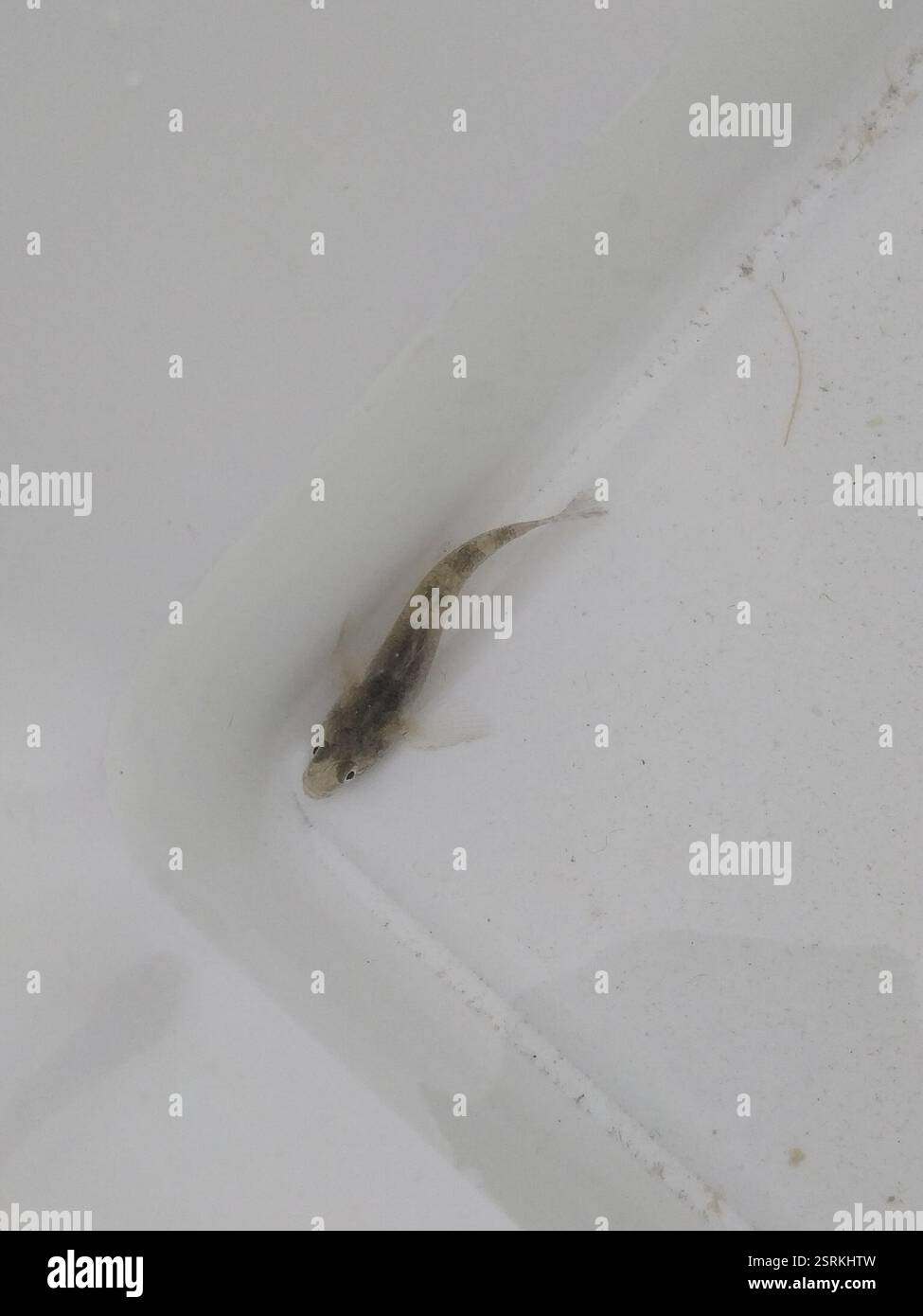 Common Bully (Gobiomorphus cotidianus), Actinopterygii, Westland, NZ-WC ...