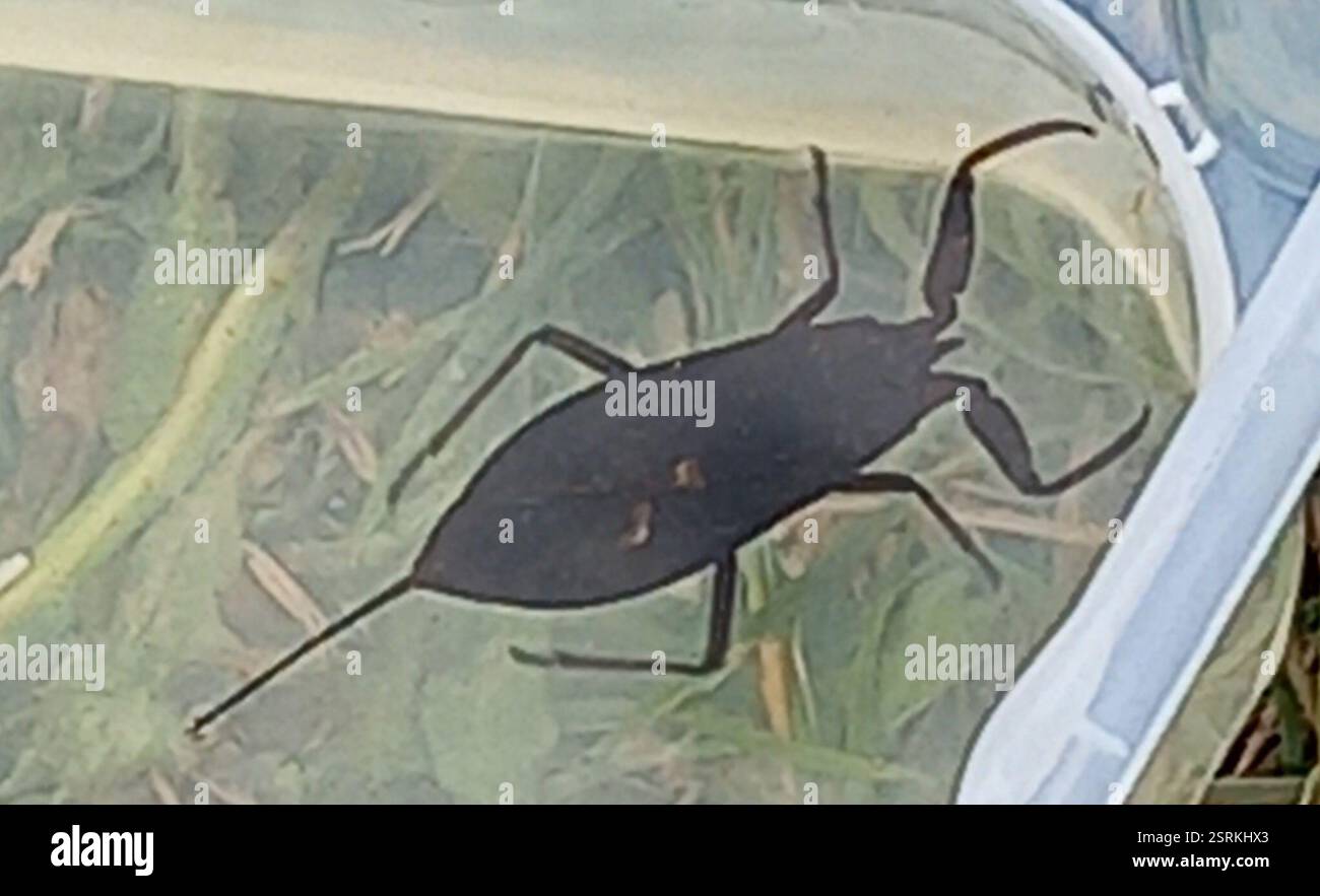 Eurasian Water Scorpion (Nepa cinerea), Insecta, Bridgwater, UK Stock ...
