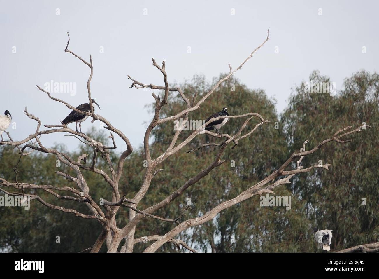 Straw-necked Ibis (Threskiornis spinicollis), Aves, Jells Park ...