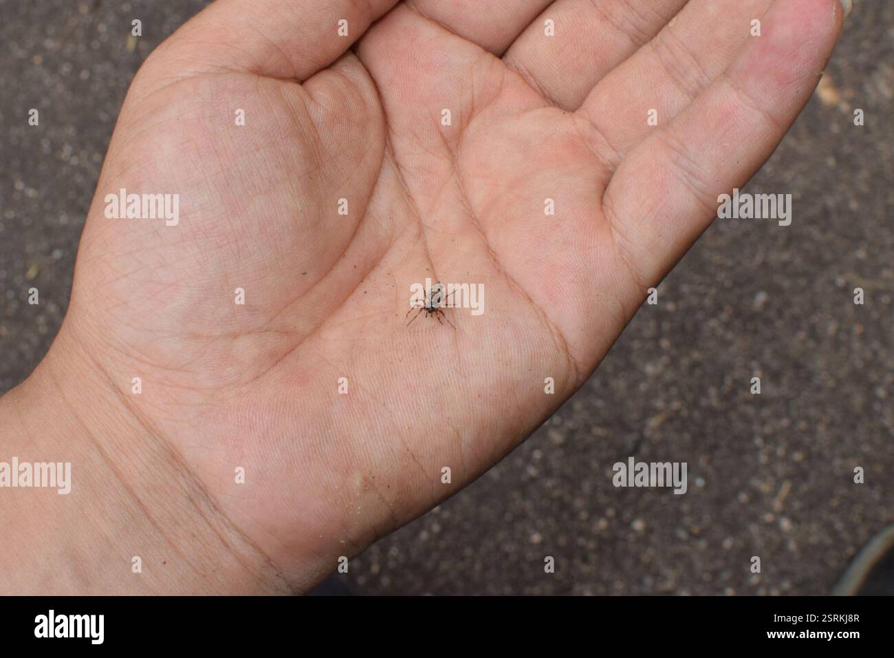 Common Garbage-Line Web Spider (Cyclosa insulana), Arachnida ...