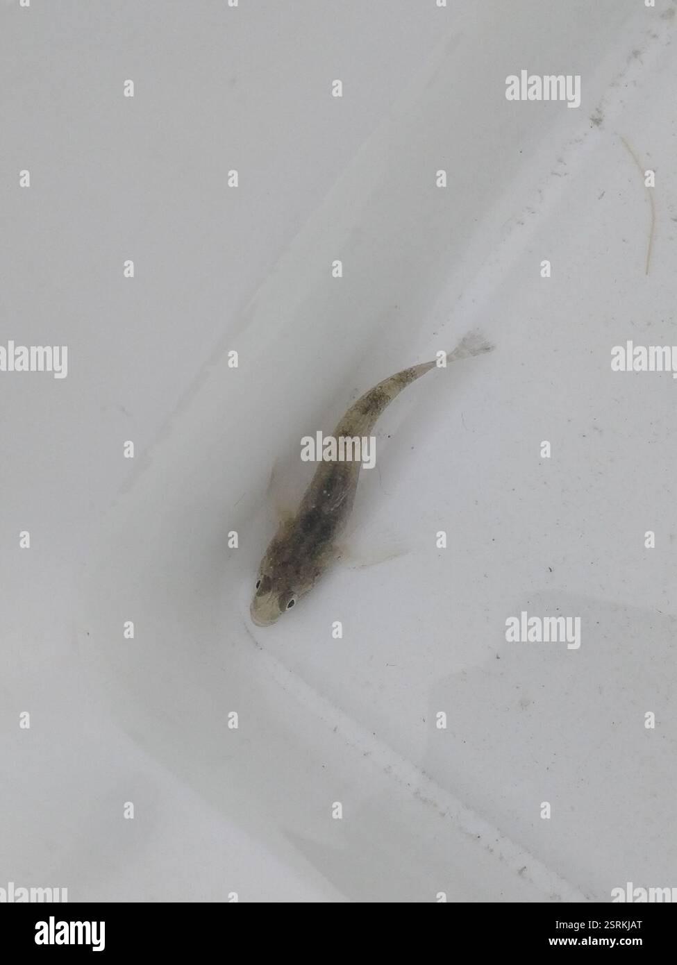 Common Bully (Gobiomorphus cotidianus), Actinopterygii, Westland, NZ-WC ...