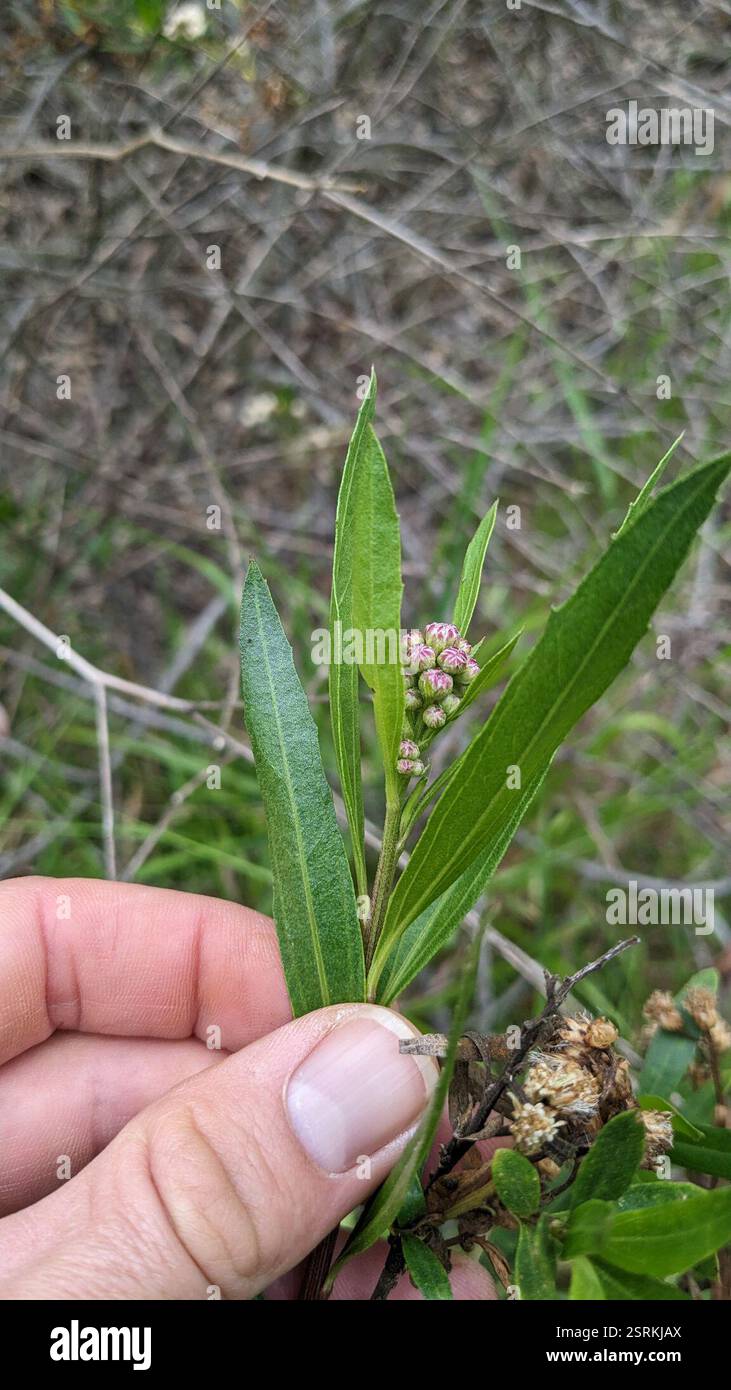 mule fat (Baccharis salicifolia), Plantae, Westwood, Los Angeles, CA ...
