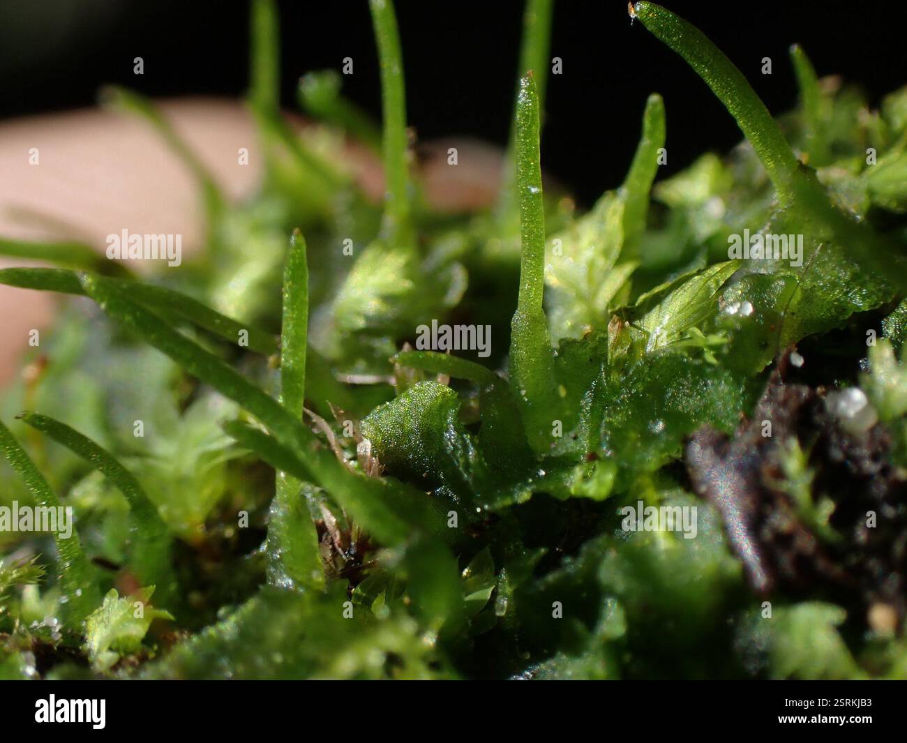 Pearson's phaeoceros (Paraphymatoceros pearsonii), Plantae, Capital, BC ...