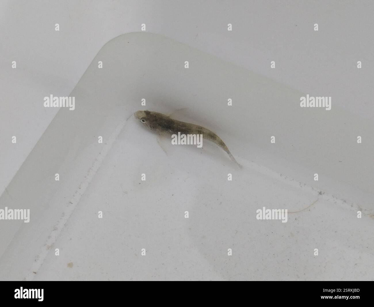 Common Bully (Gobiomorphus cotidianus), Actinopterygii, Westland, NZ-WC ...