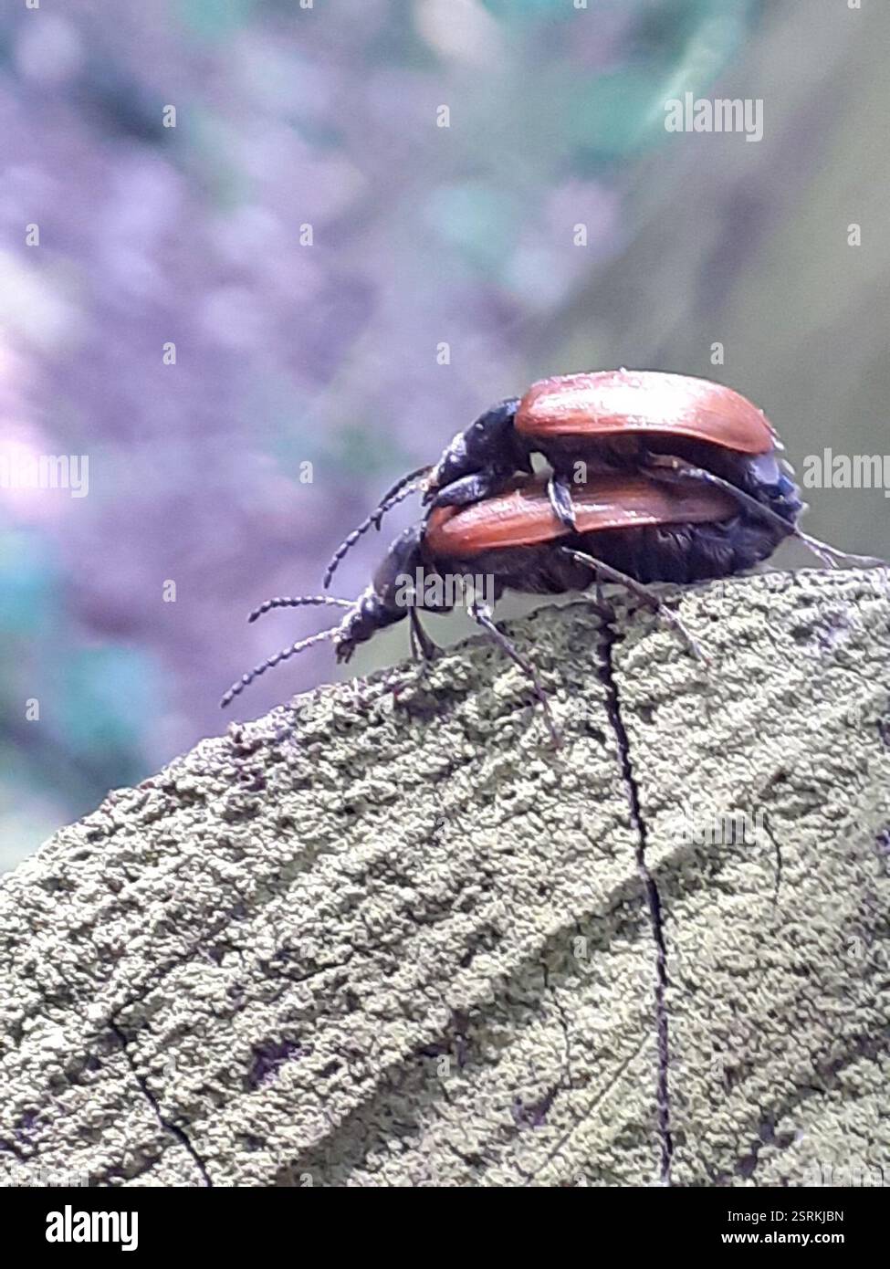 (Omophlus), Insecta, Città metropolitana di Roma Capitale, Italia Stock ...
