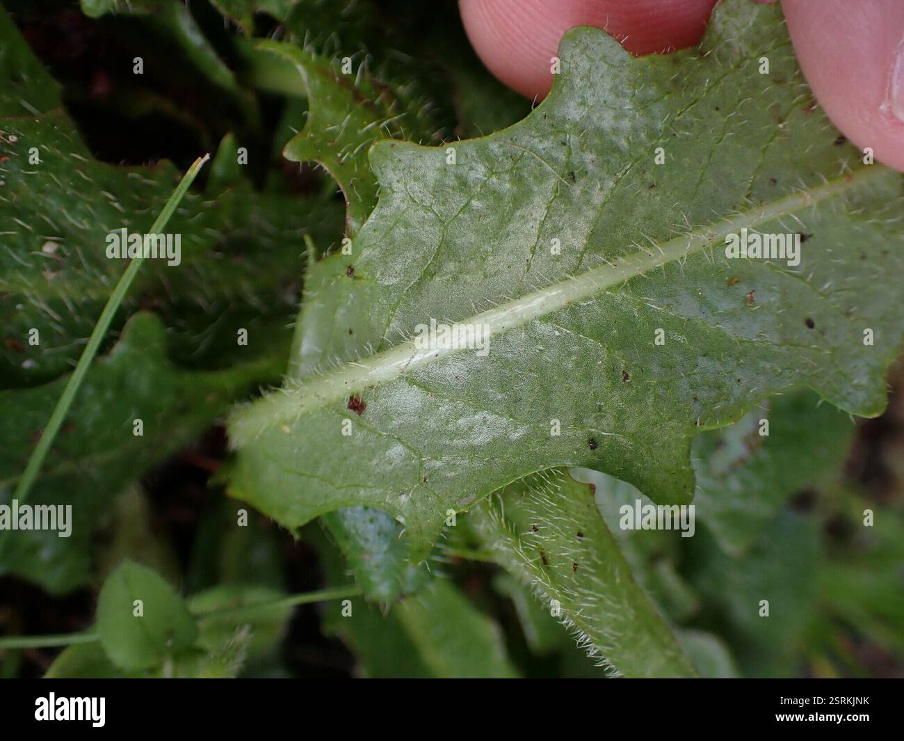 Common Cat's-ear (Hypochaeris radicata), Plantae, West Side, Vancouver ...