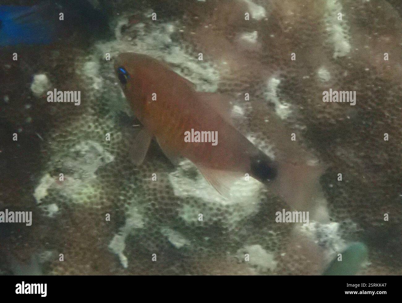 Orangelined Cardinalfish (Taeniamia fucata), Actinopterygii, Ko Kradan ...