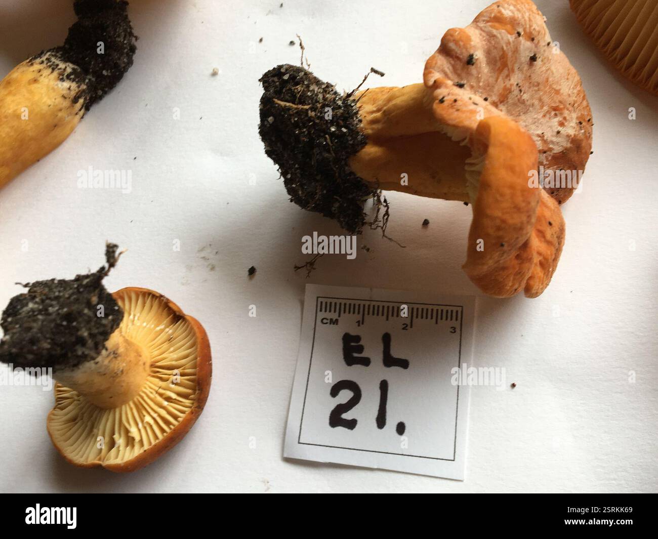 (Lactifluus clarkeae), Fungi, Victoria, AU, Bleeding white latex in ...