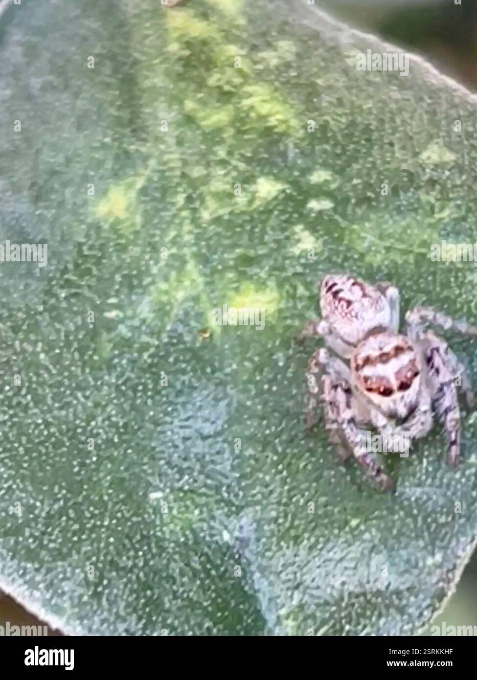 Garden Jumping Spiders (Opisthoncus), Arachnida, Melbourne VIC ...