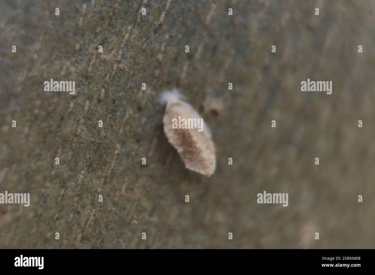 Insects (Insecta), Insecta, Medway, London, ON, Canada, Attached to a ...