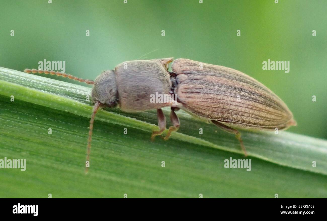 Lined Click Beetle (Agriotes lineatus), Insecta, Lexmond, Utrecht, NL ...