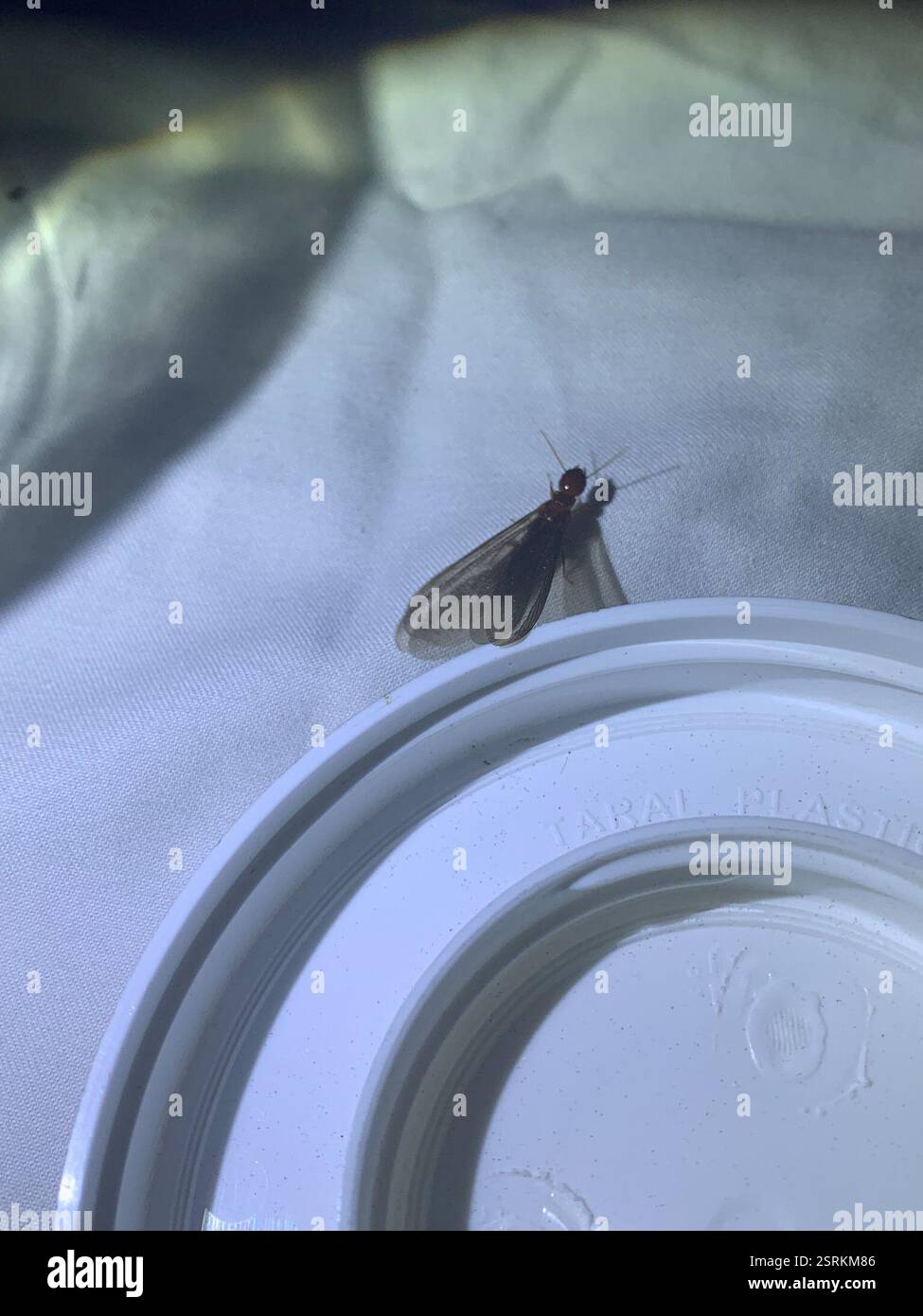 Nevada Dampwood Termite (Zootermopsis nevadensis), Insecta, California ...