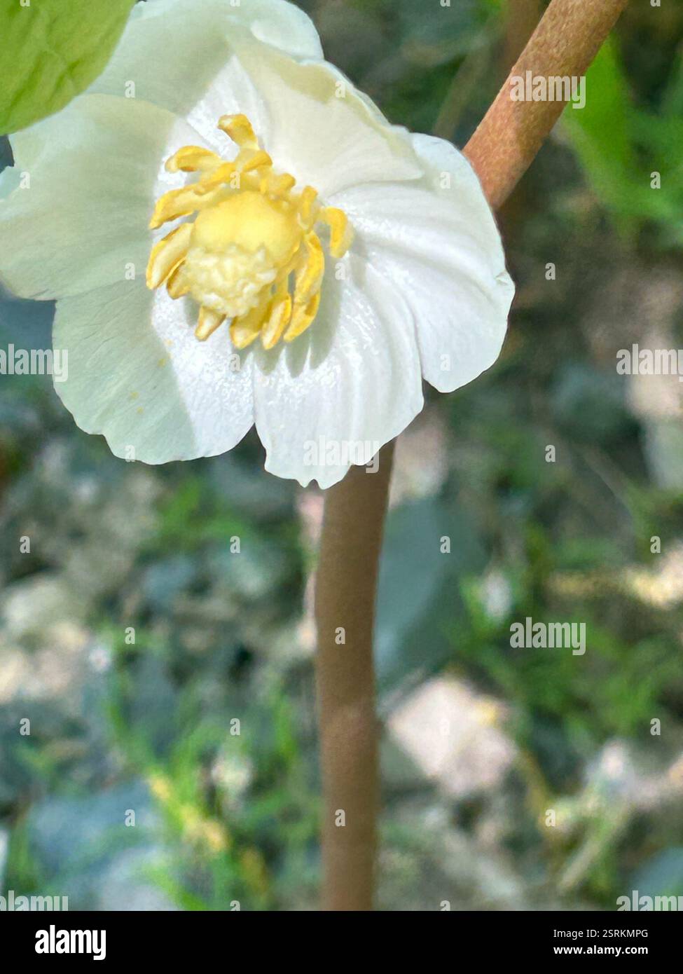 mayapple (Podophyllum peltatum), Plantae, Saratoga National Historical ...
