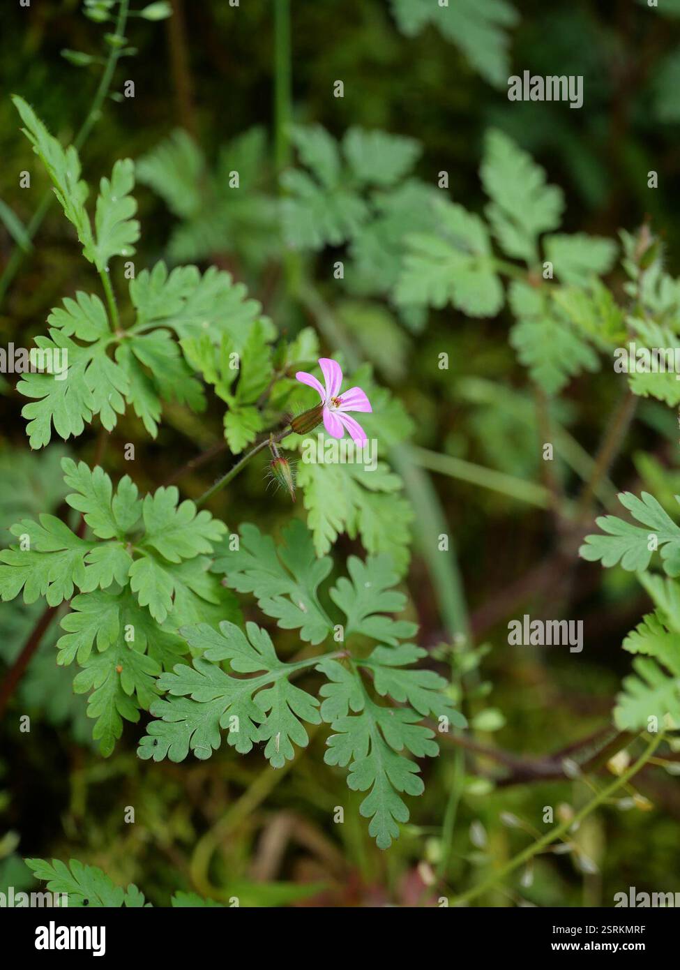 Herb Robert (Geranium robertianum), Plantae, Gerbrunn, Deutschland ...
