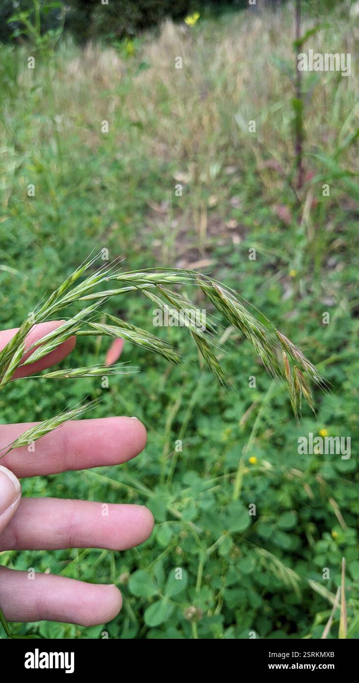bromes (Bromus), Plantae, Westwood, Los Angeles, CA, USA, Bromus ...