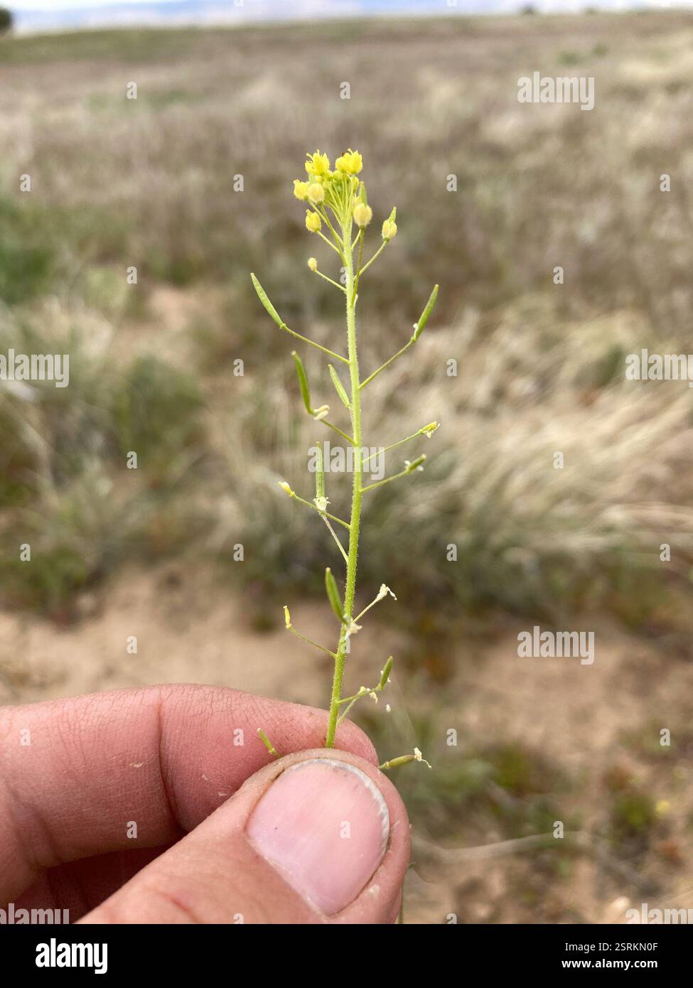 Western Tansymustard (Descurainia pinnata), Plantae, Mack, CO, US Stock ...