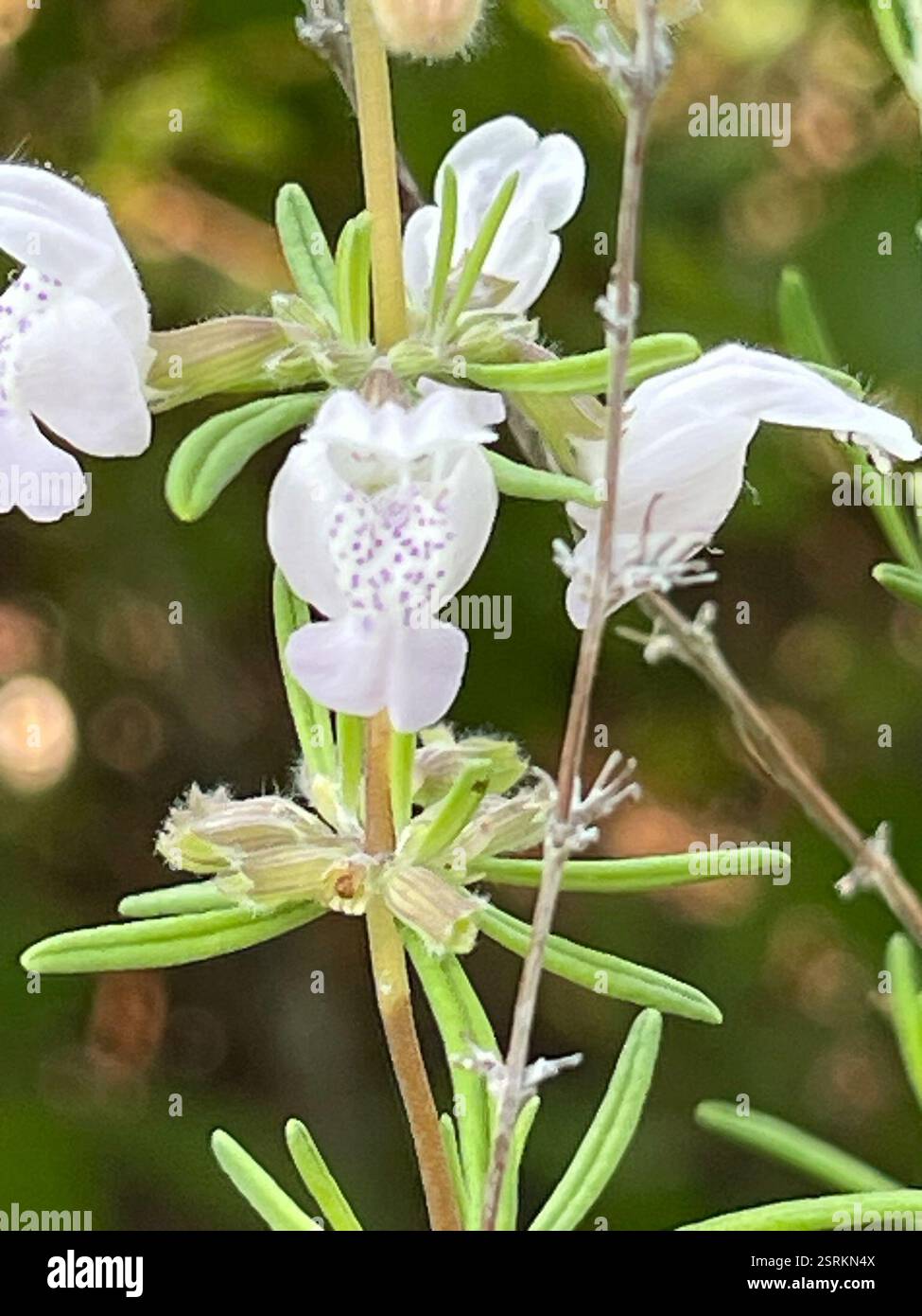 False Rosemary (Conradina canescens), Plantae, Dr. Julian G. Bruce St ...
