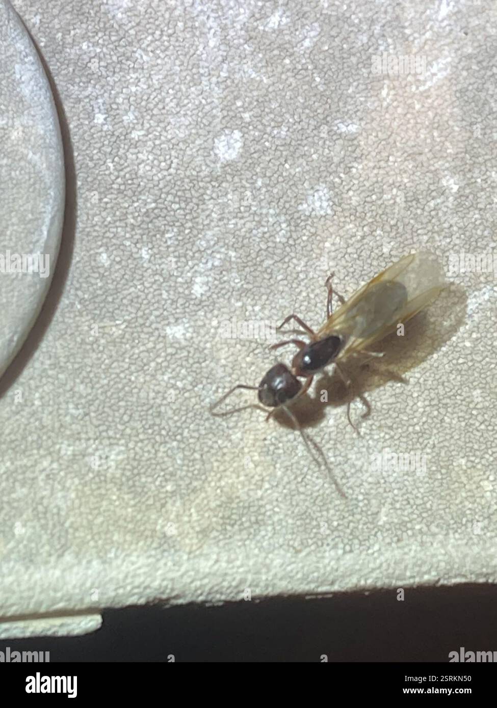 Carpenter Ants, Typical Sugar Ants and Allies (Camponotus), Insecta ...