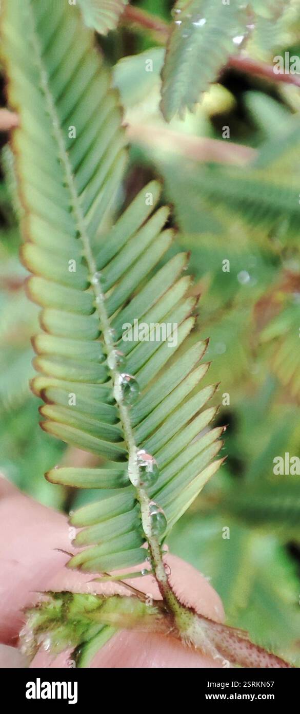 shyleaf (Aeschynomene americana), Plantae, British Indian Ocean ...