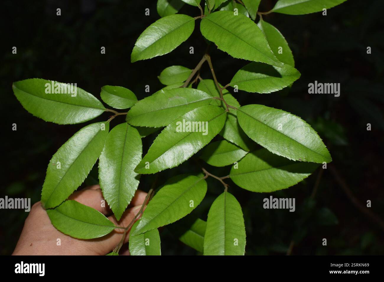 (Prunus spinulosa), Plantae, 中国浙江省温州市洞头区 Stock Photo - Alamy