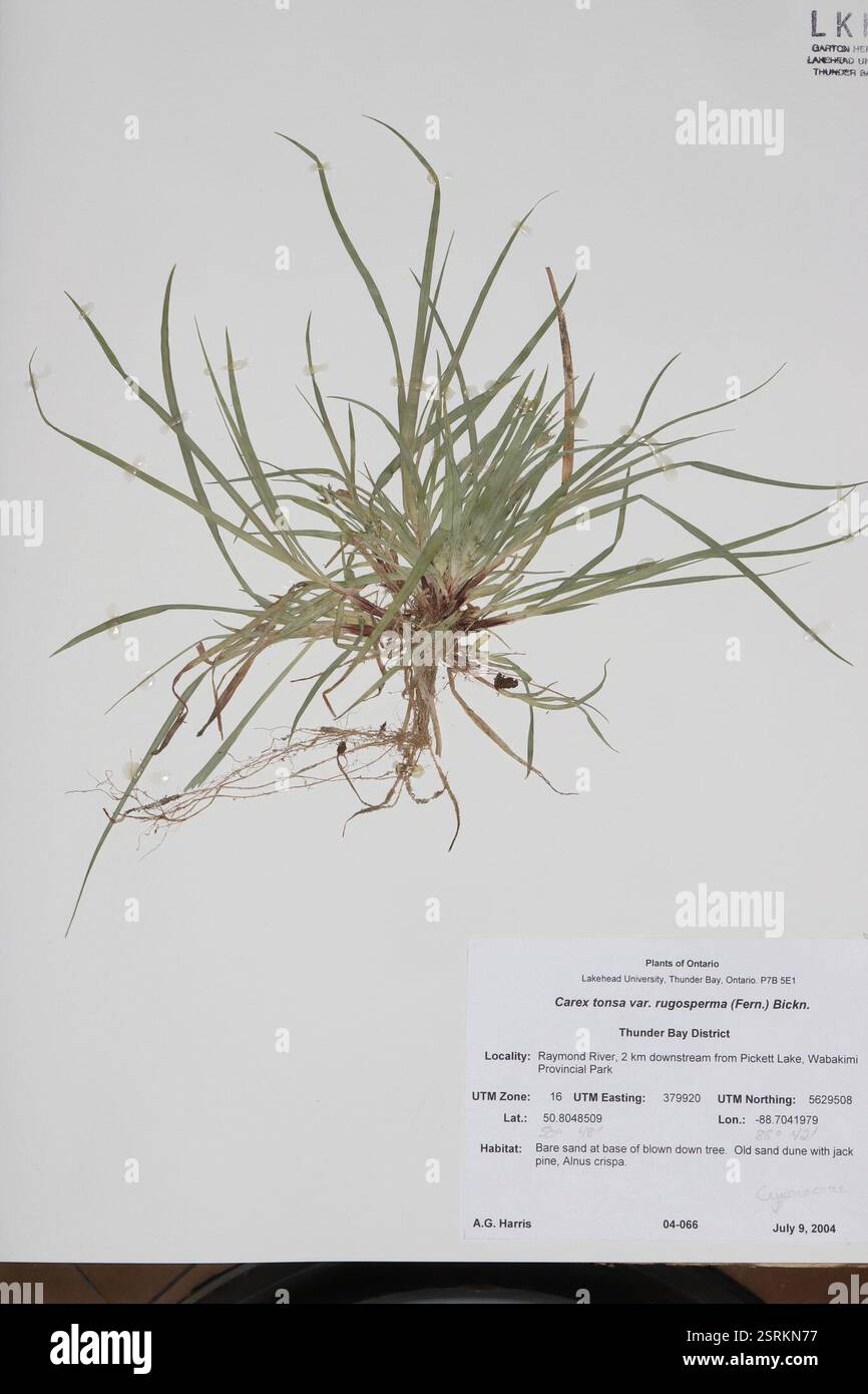 Umbel-like Sedge (Carex tonsa rugosperma), Plantae, Thunder Bay ...