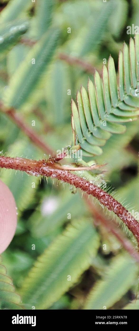 shyleaf (Aeschynomene americana), Plantae, British Indian Ocean ...