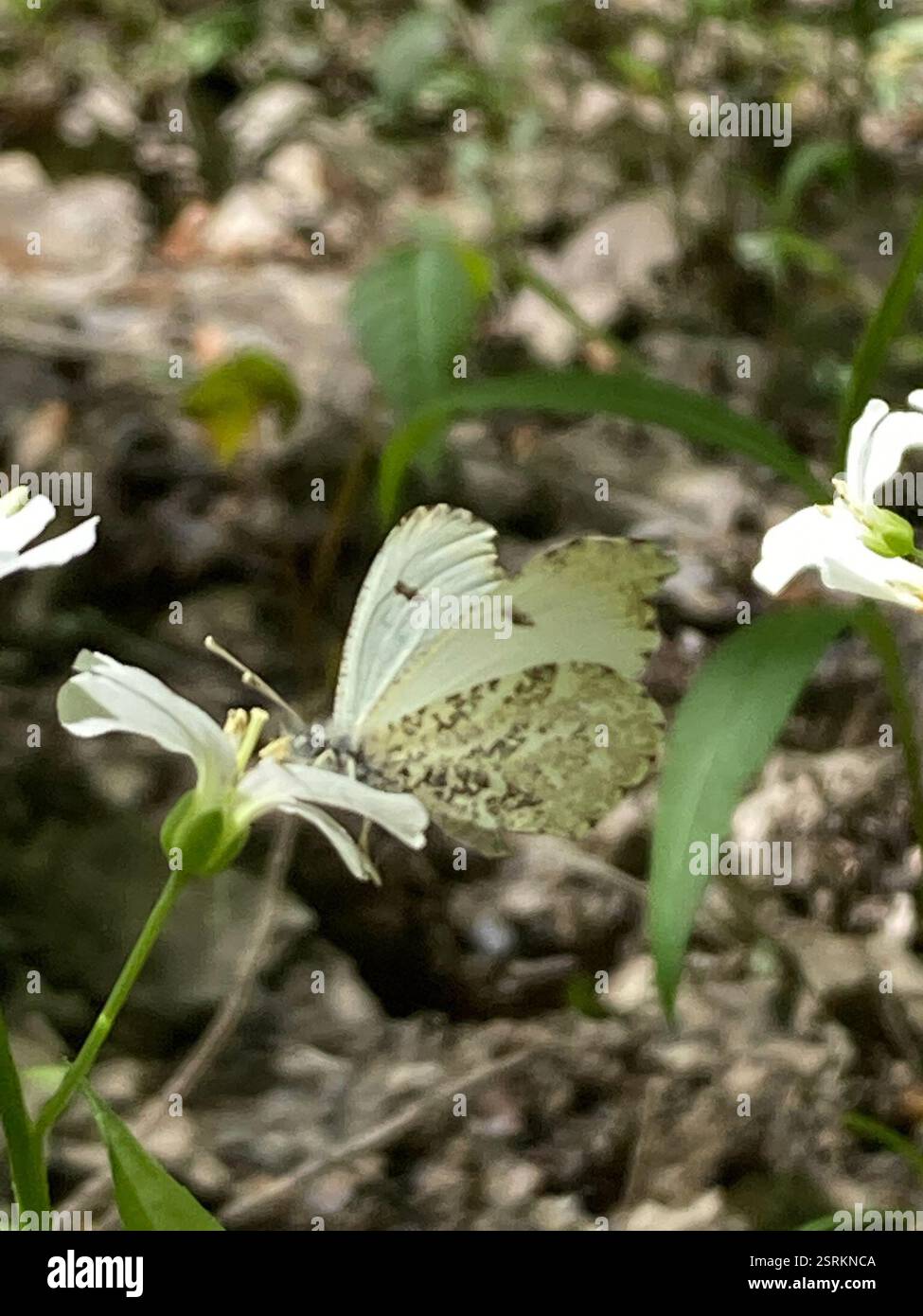 Falcate Orangetip (Anthocharis midea), Insecta, Scottsburg, IN, US ...
