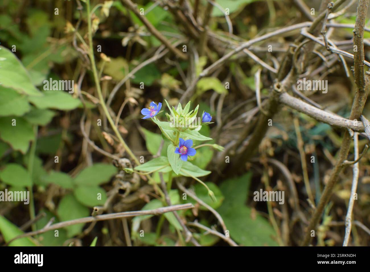 Foemina Blue Pimpernel (Lysimachia foemina), Plantae, Wenzhou, CN-ZJ ...