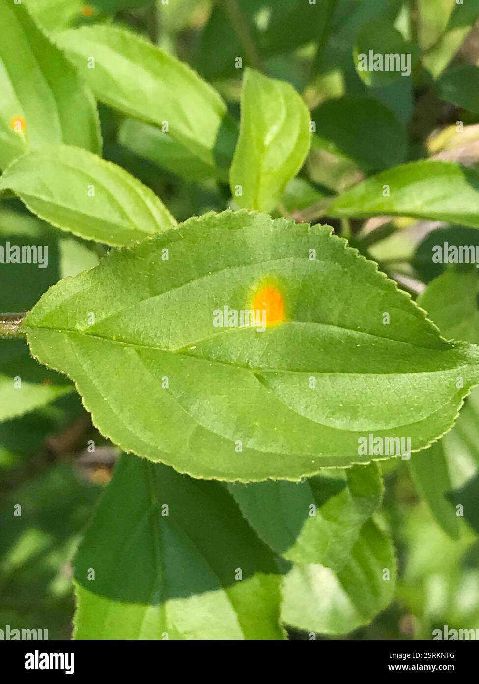 Crown Rust (Puccinia coronata), Fungi, Don Valley Parkway S, Toronto ...