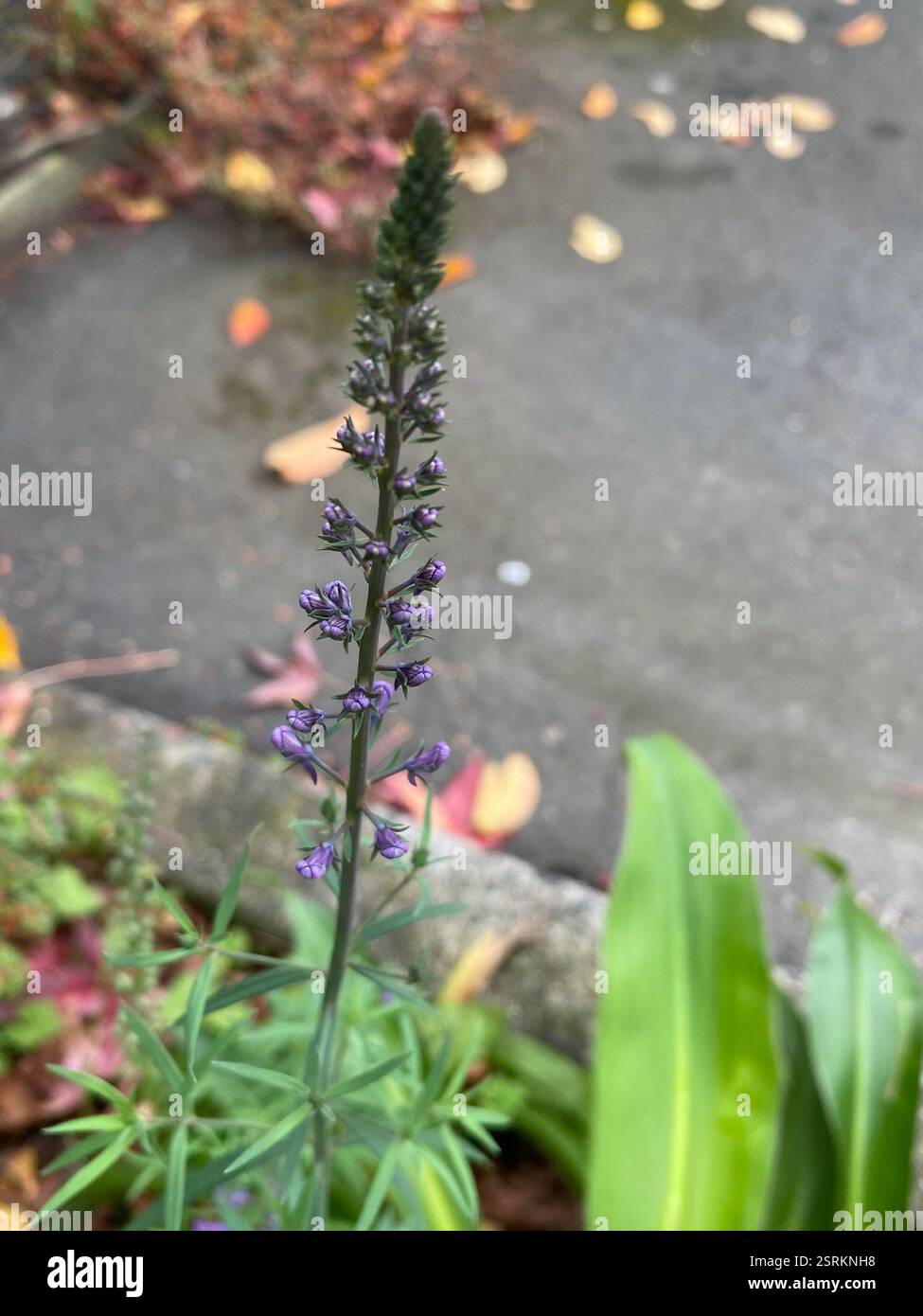 Purple Toadflax (Linaria purpurea), Plantae, Otago Polytechnic, Dunedin ...