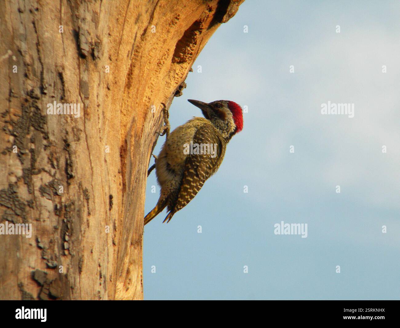 Bennett's Woodpecker (Campethera bennettii), Aves, Malalane Gate, KNP ...
