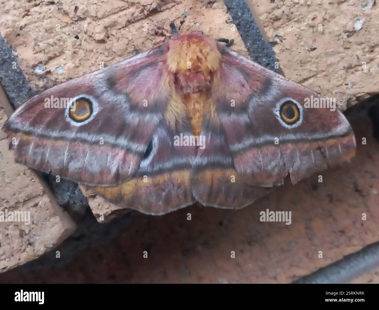 Pine Emperor (Nudaurelia cytherea), Insecta, Mitchells Plain, Cape Town ...