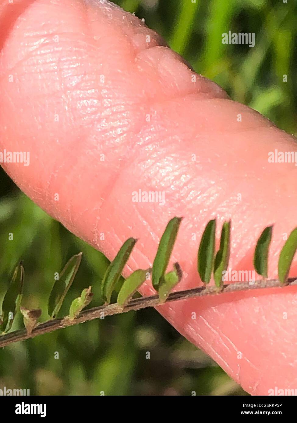 Hairy tare (Vicia hirsuta), Plantae, Sully and Lavernock Community ...