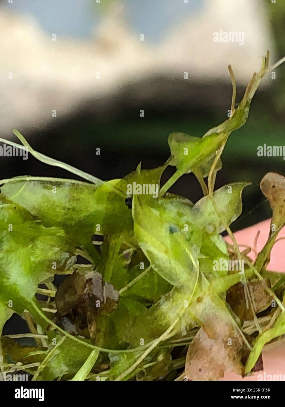 European Frog-bit (Hydrocharis morsus-ranae), Plantae, Shapwick ...