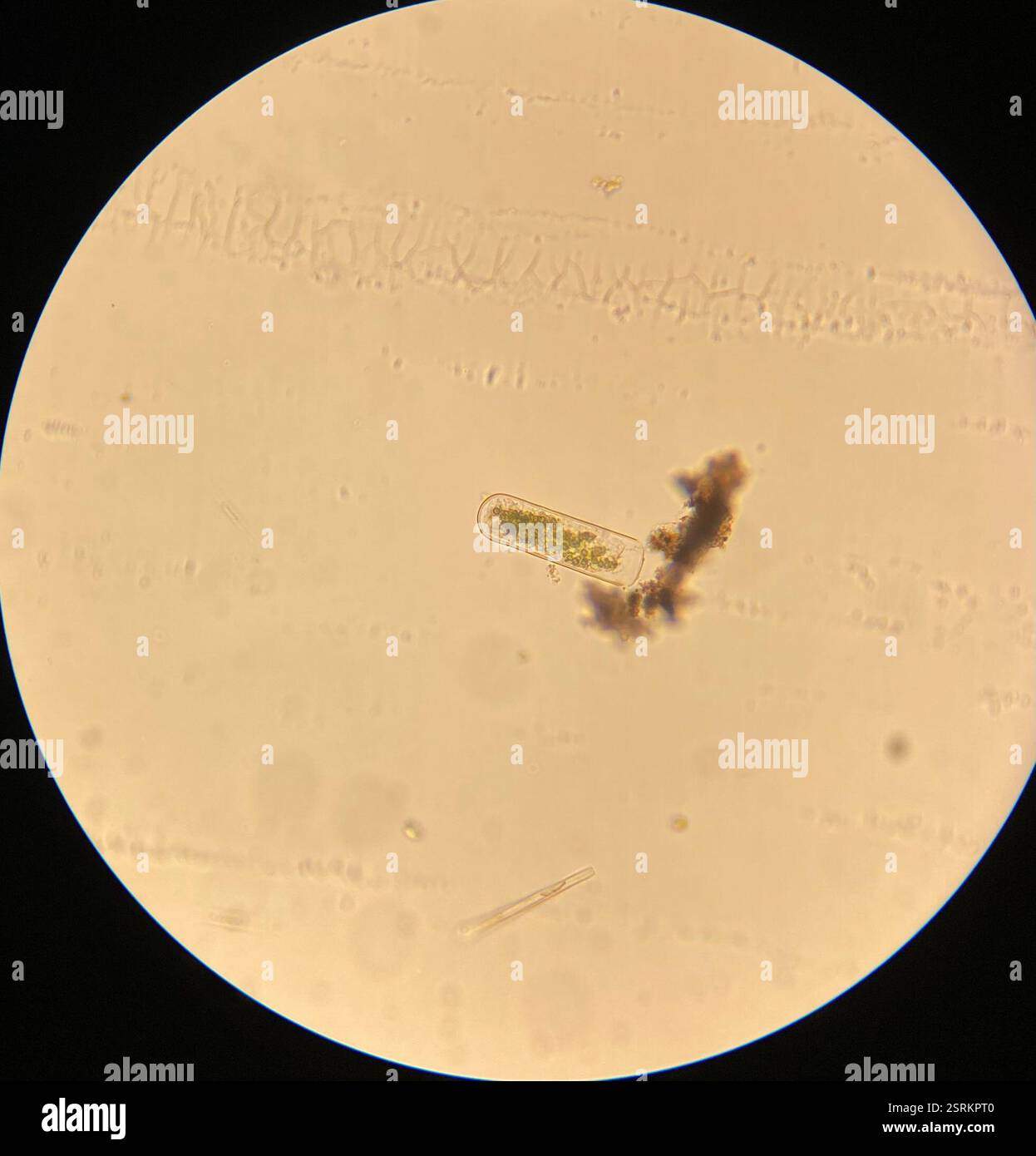 (Spirogyra), Plantae, Florida, US, canal sample of muck composed of mud ...